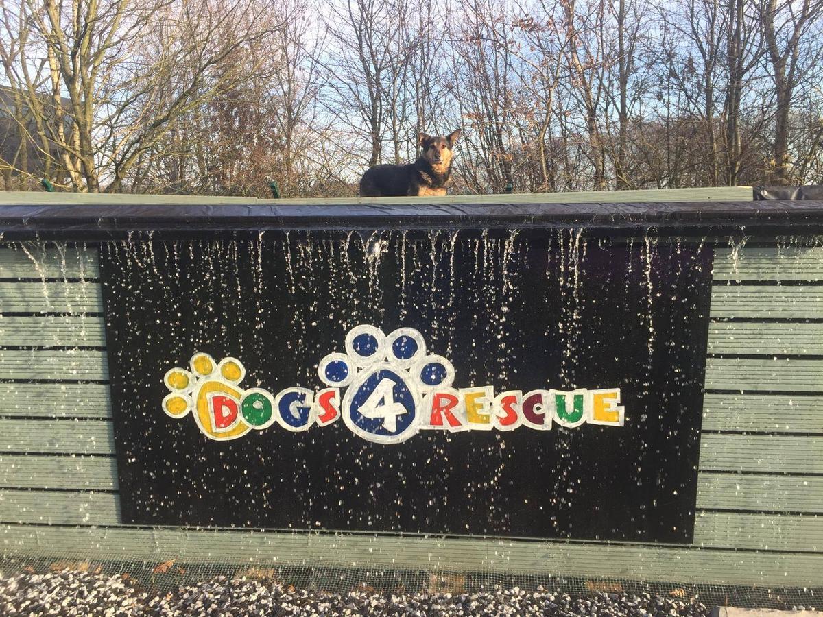 Dogs 4 Rescue - dogsfindlove.com